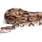 Haustiere-Lexikon.com – Königspython Python regius