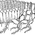 Haustiere-Lexikon.com – Flohstiche erkennen und behandeln