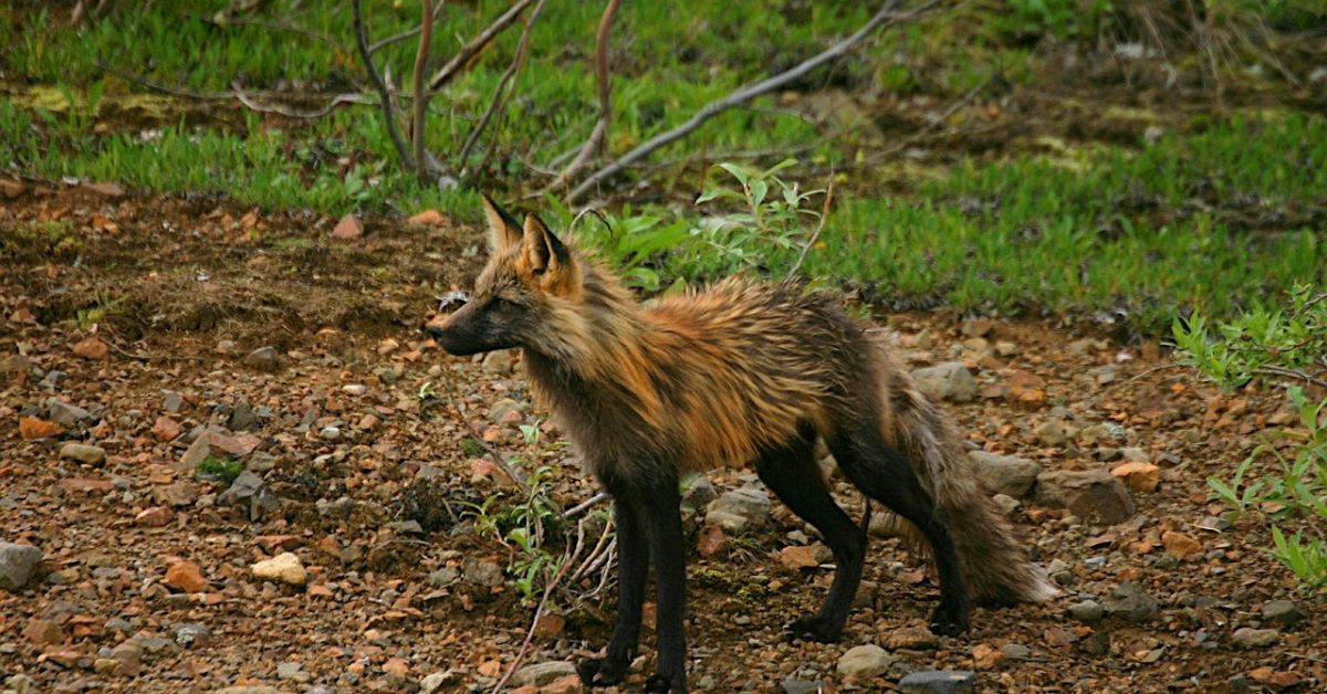 Schwarzer Fuchs - gibt es ihn wirklich? - Haustiere-Lexikon.com