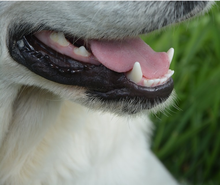 Haustiere-Lexikon.com – dog-fangs-white-2667472_960_720